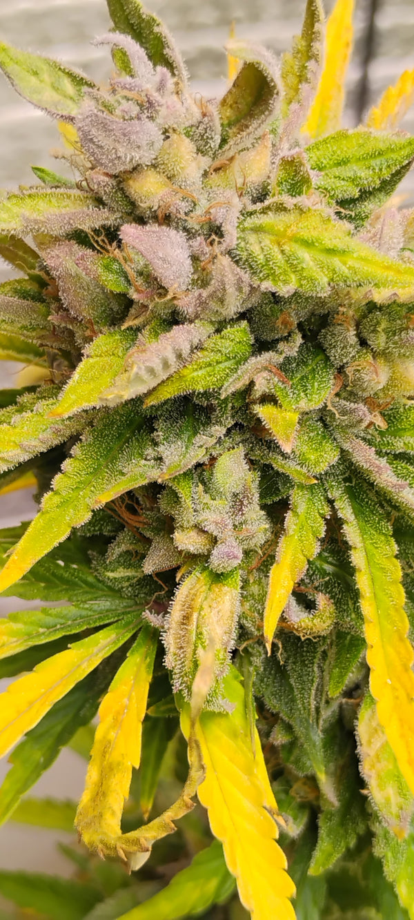 Cake Stomper Auto Fem R1 – Smoking Monkey Genetics