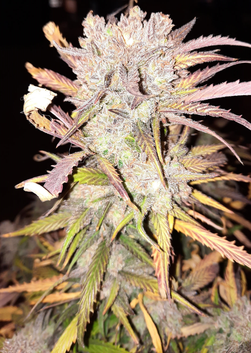 Autoflower Seeds – Smoking Monkey Genetics