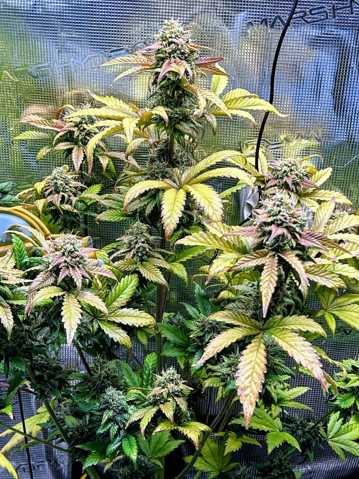 Double Gorilla Auto Fem. – Smoking Monkey Genetics