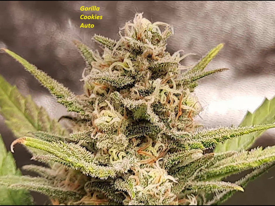 Products – Smoking Monkey Genetics