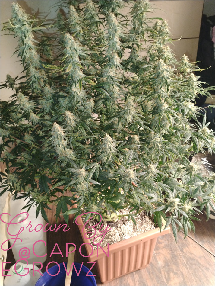 Gorilla Pie auto Fem. – Smoking Monkey Genetics