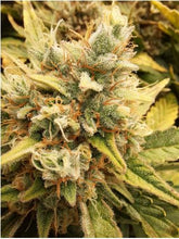 Autoflower Seeds – Smoking Monkey Genetics