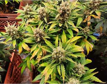 Autoflower Seeds – Smoking Monkey Genetics