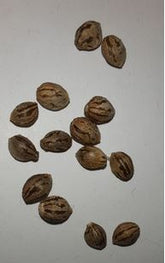 Autoflower Seeds – Smoking Monkey Genetics