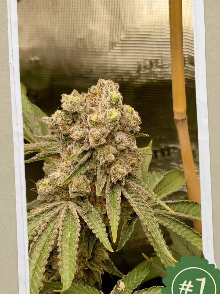 Afgoo Stix – Smoking Monkey Genetics
