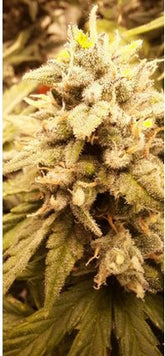 Autoflower Seeds – Smoking Monkey Genetics